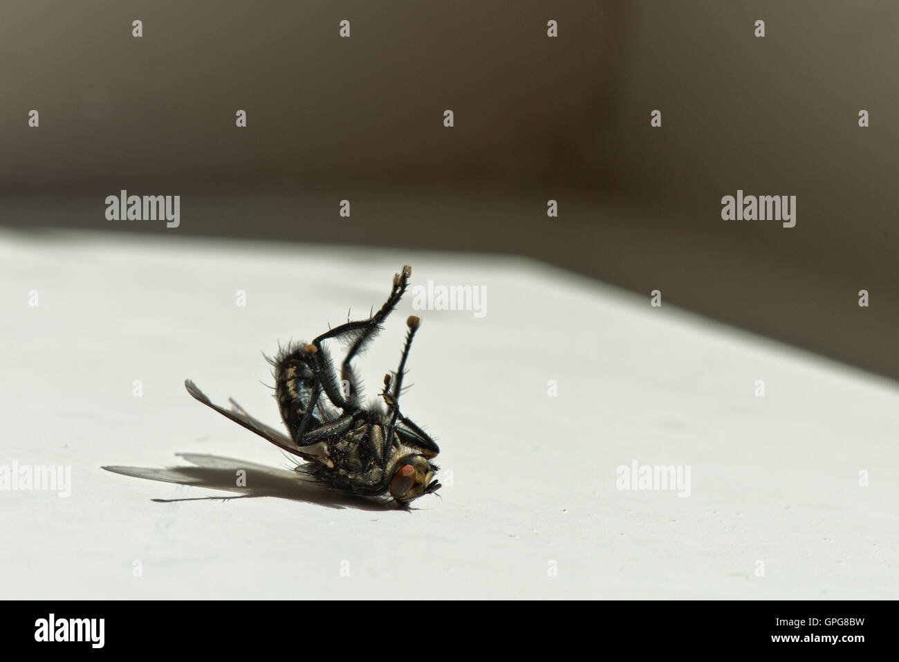A dying Common Flesh Fly Sarcophaga carnaria, close up on a window sill ...