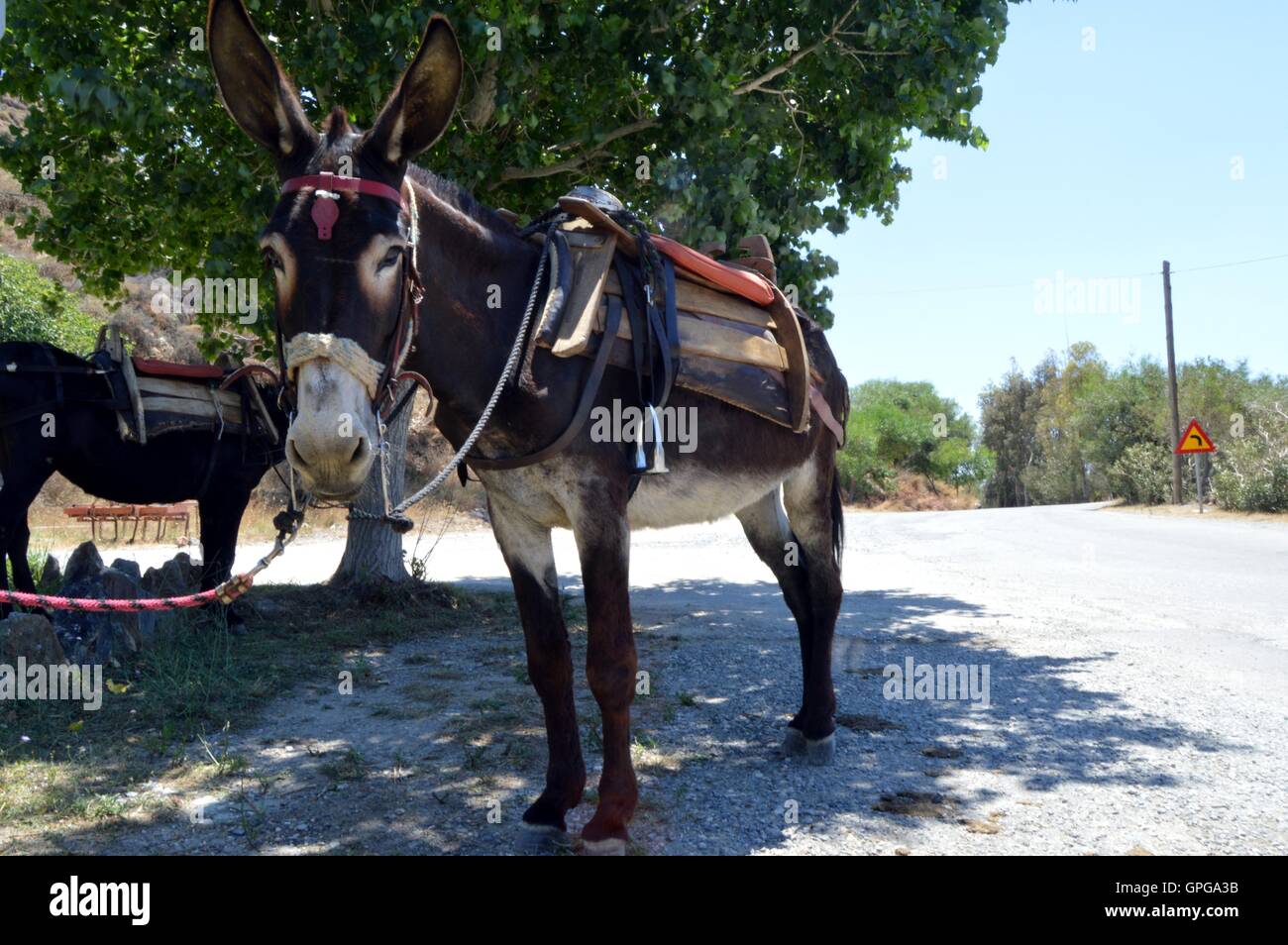 Donkey attached to a tree with a saddle for strolls Stock Photo - Alamy