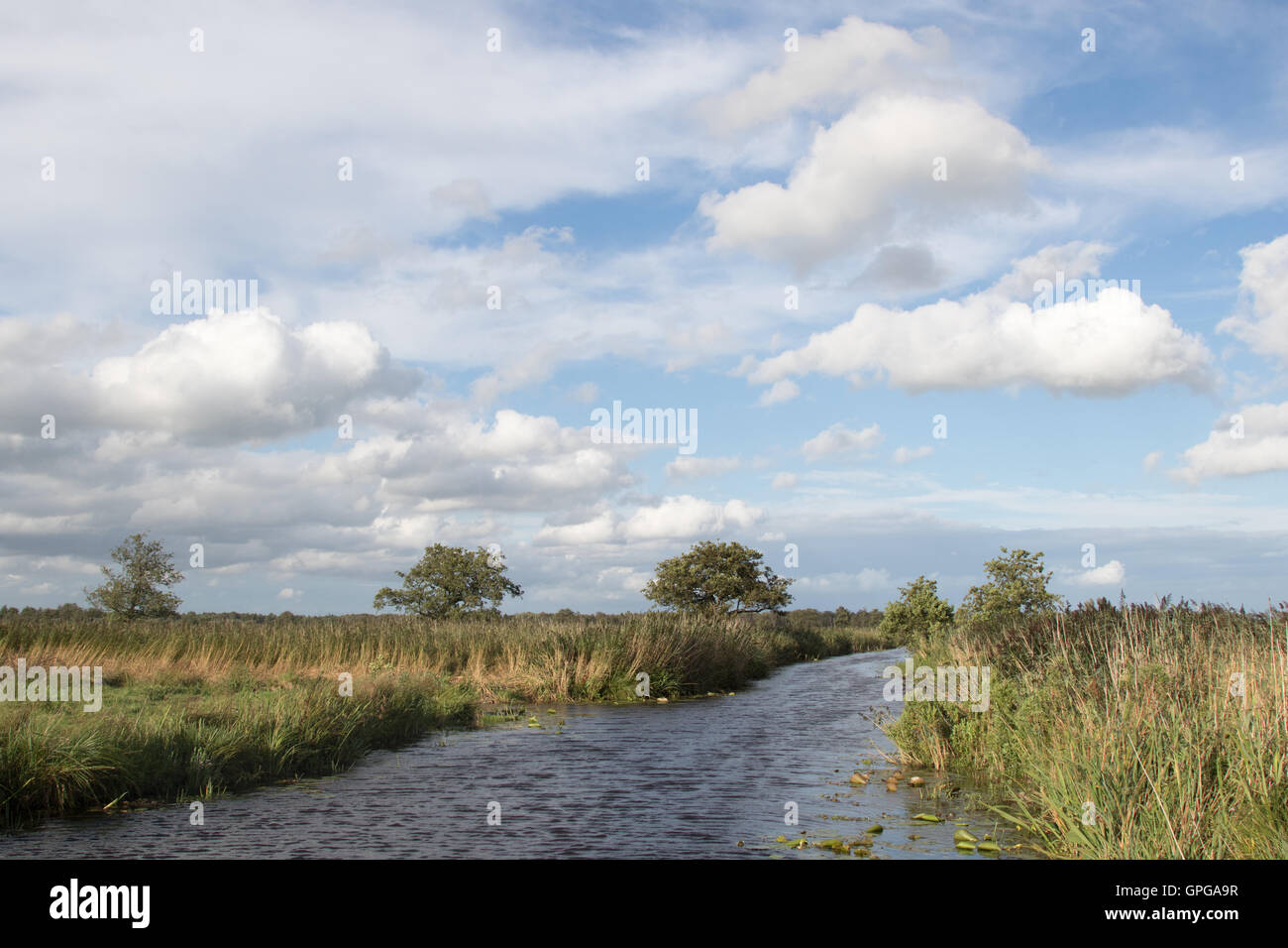 Polder landscape with canals, reeds and trees in The Netherlands Stock ...