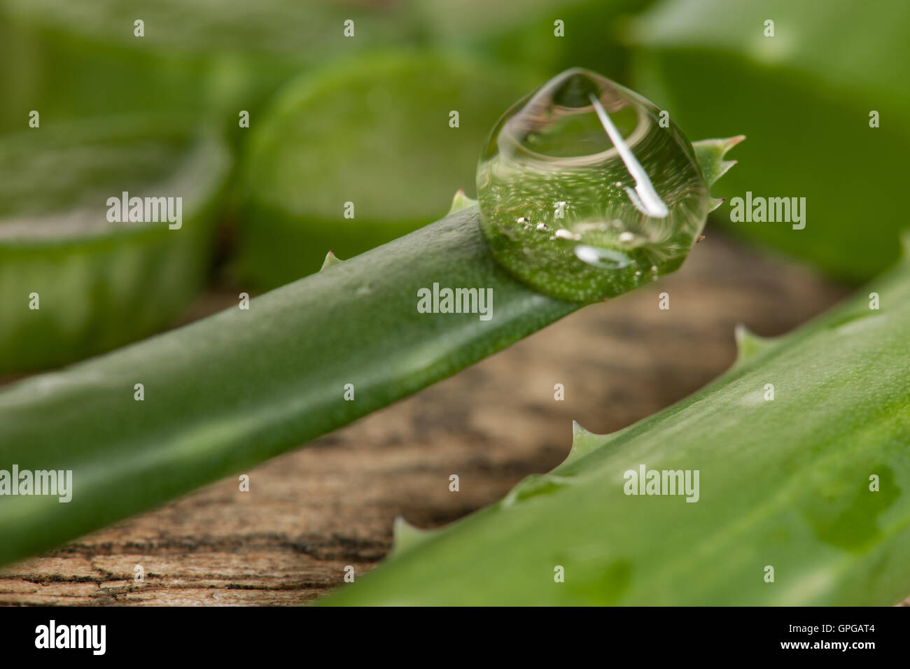 Transparent Drop of Aloe vera gel on a tip of green fresh aloe vera ...