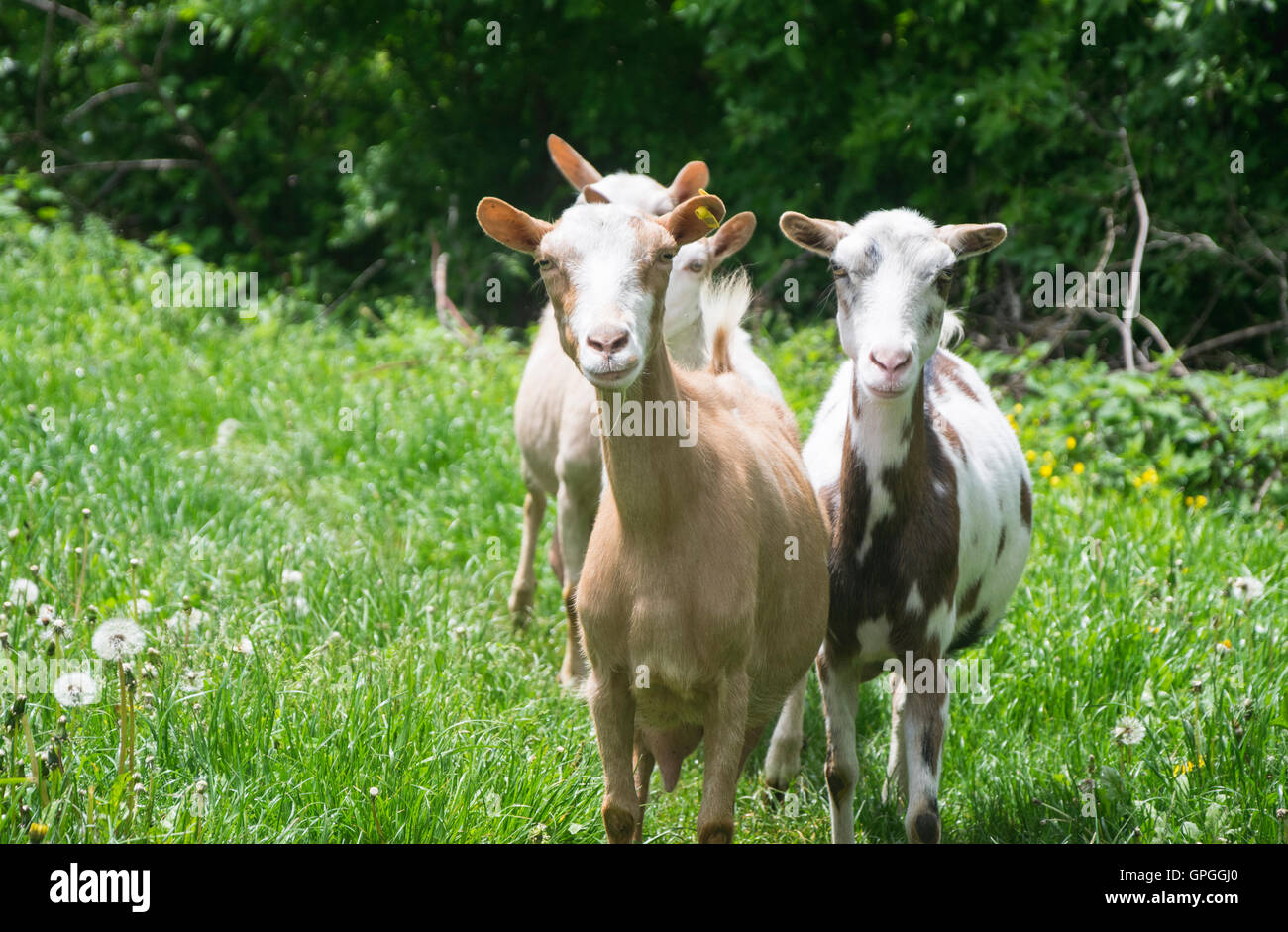 Goats in nature Stock Photo - Alamy