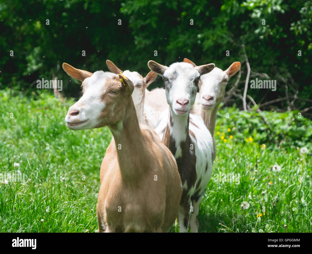 Male boer goat hi-res stock photography and images - Alamy