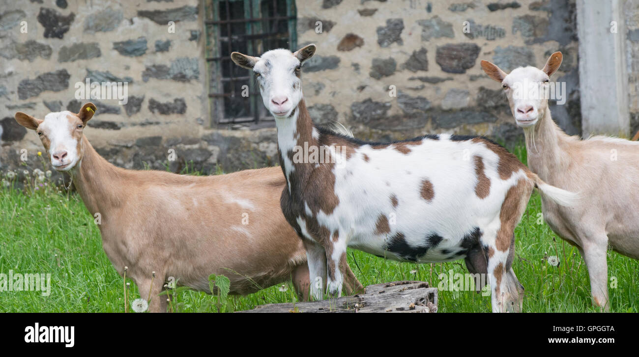 Goats in nature Stock Photo - Alamy