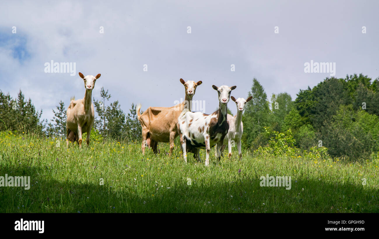 Goats in nature Stock Photo - Alamy