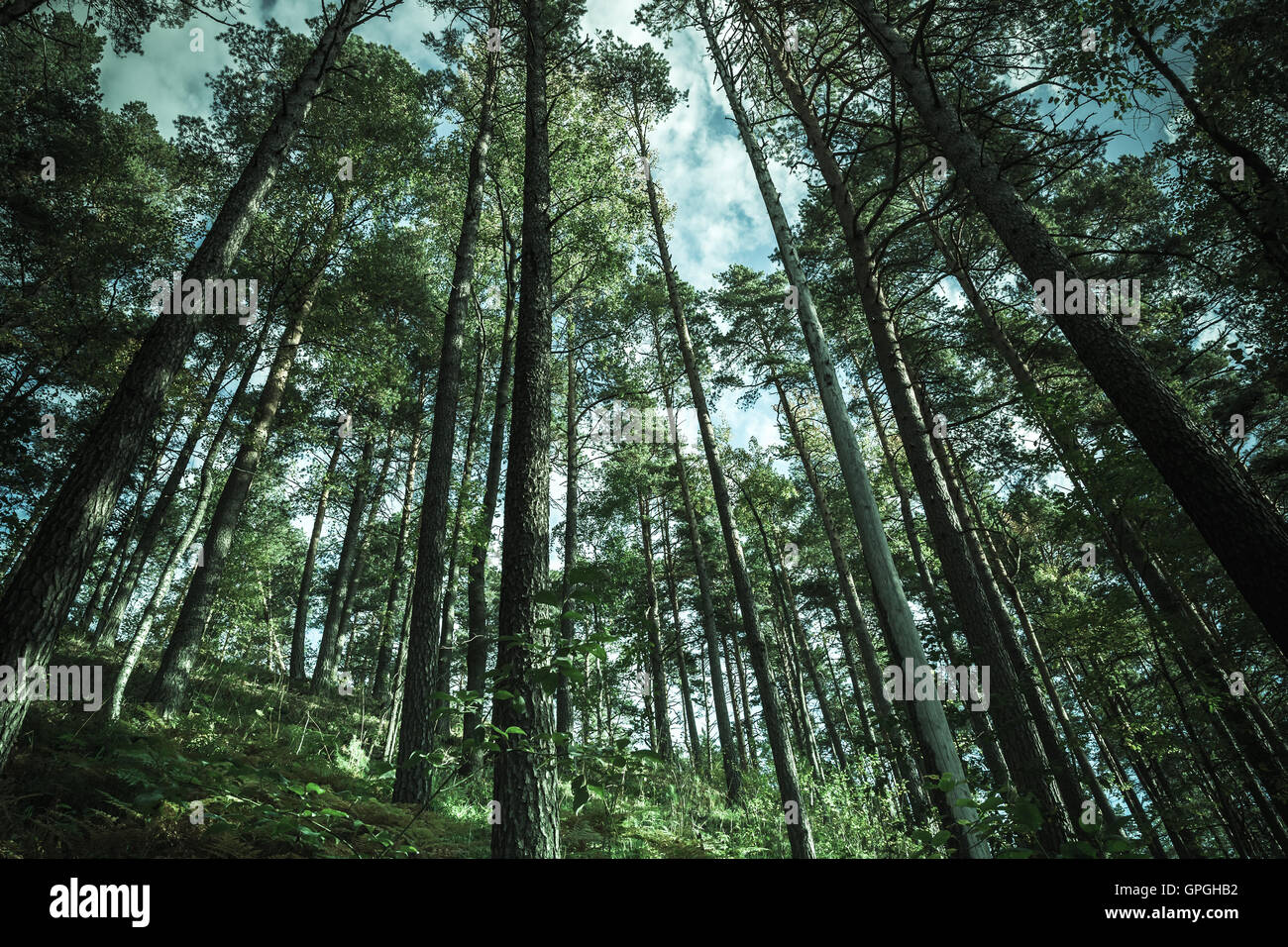 Summer dry coniferous forest landscape, wild tall pine trees, blue ...