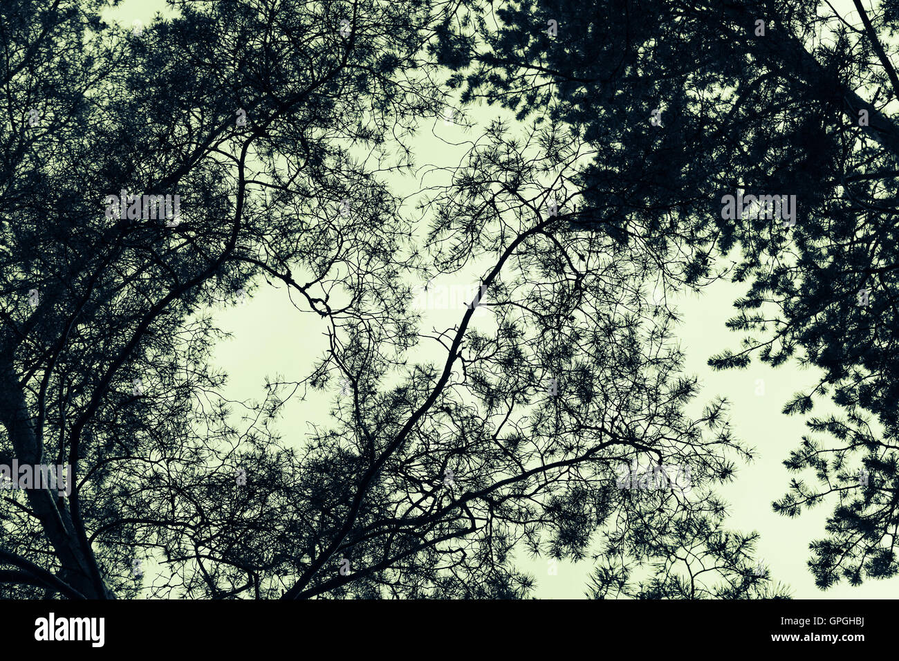 Branches of wild pine trees above the sky, dark green toned natural ...