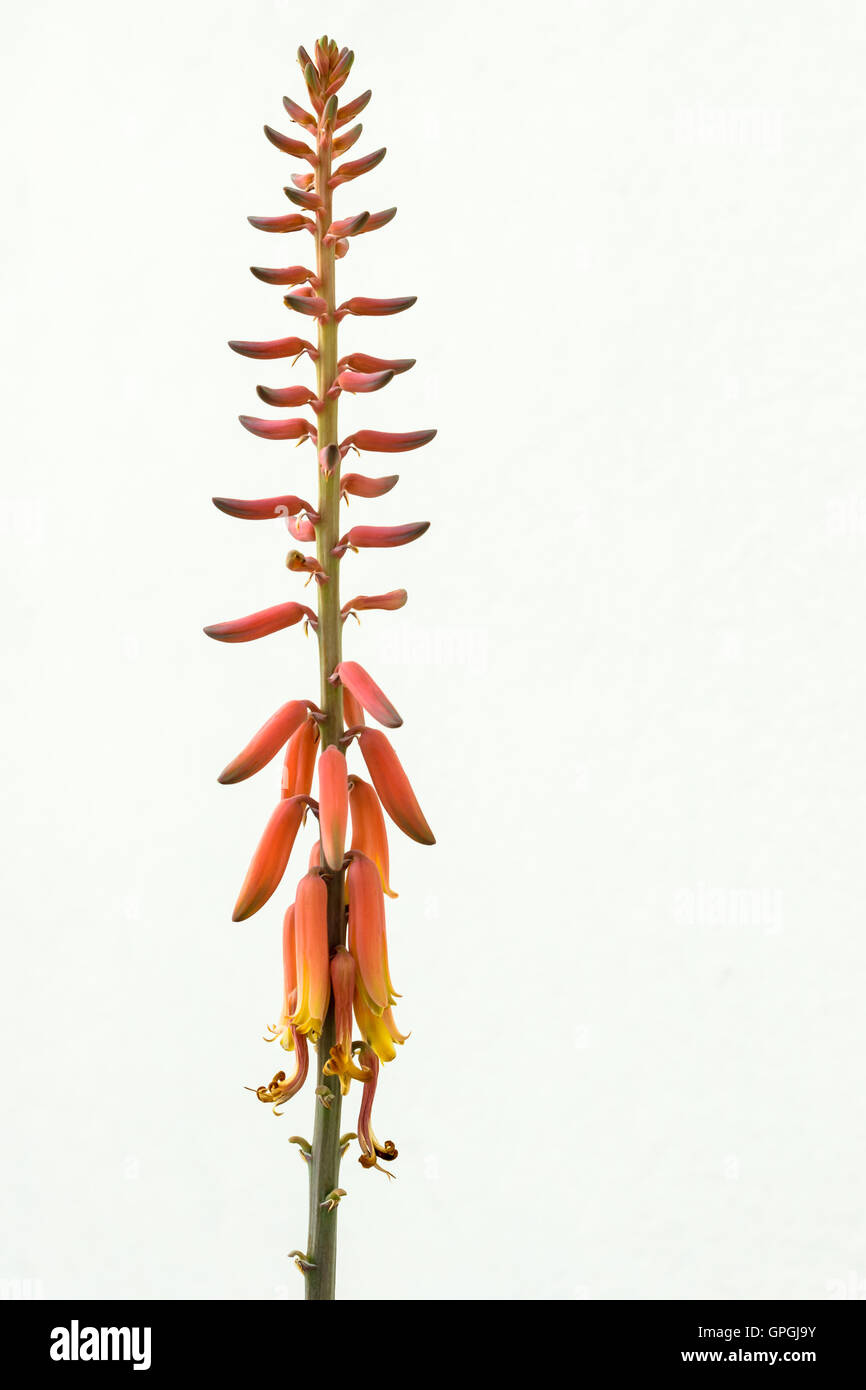 Aloe vera flowers Stock Photo - Alamy
