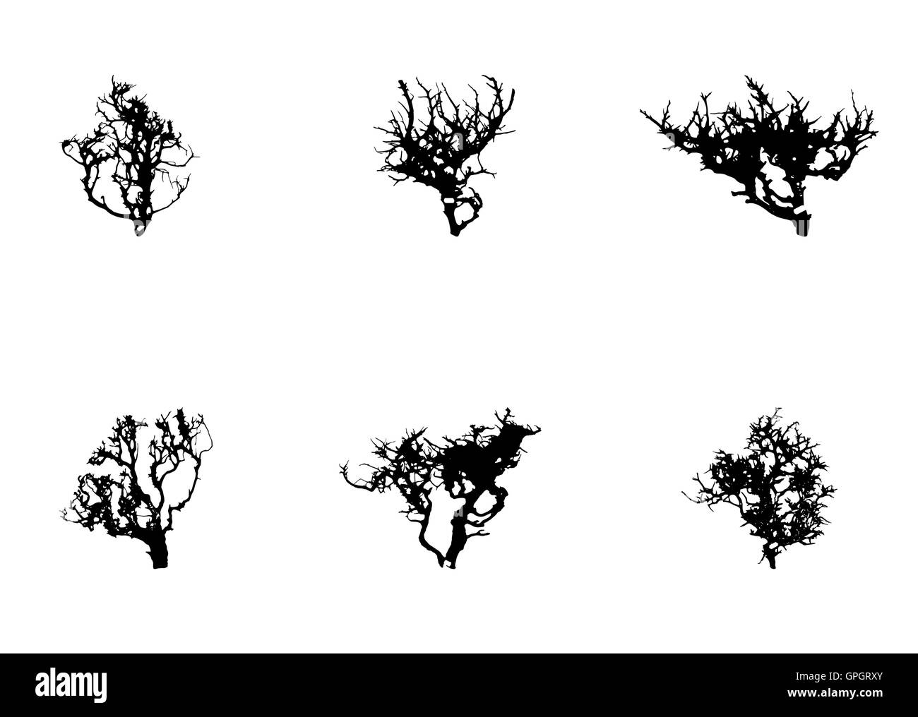 Set of Tree Silhouette Isolated on White Backgorund. Vector Illu Stock ...