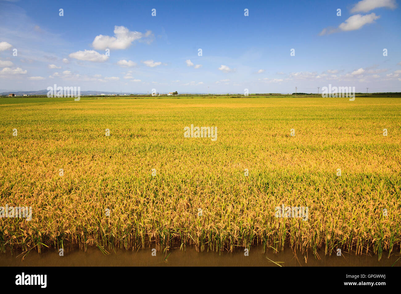 Panorama of semiaquatic rice growing in a paddy field in Albufera near ...
