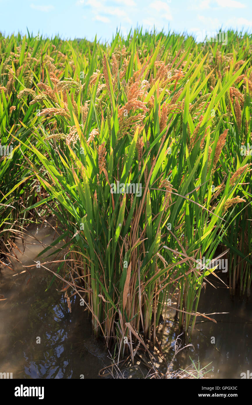 Rice seed growing hi-res stock photography and images - Alamy