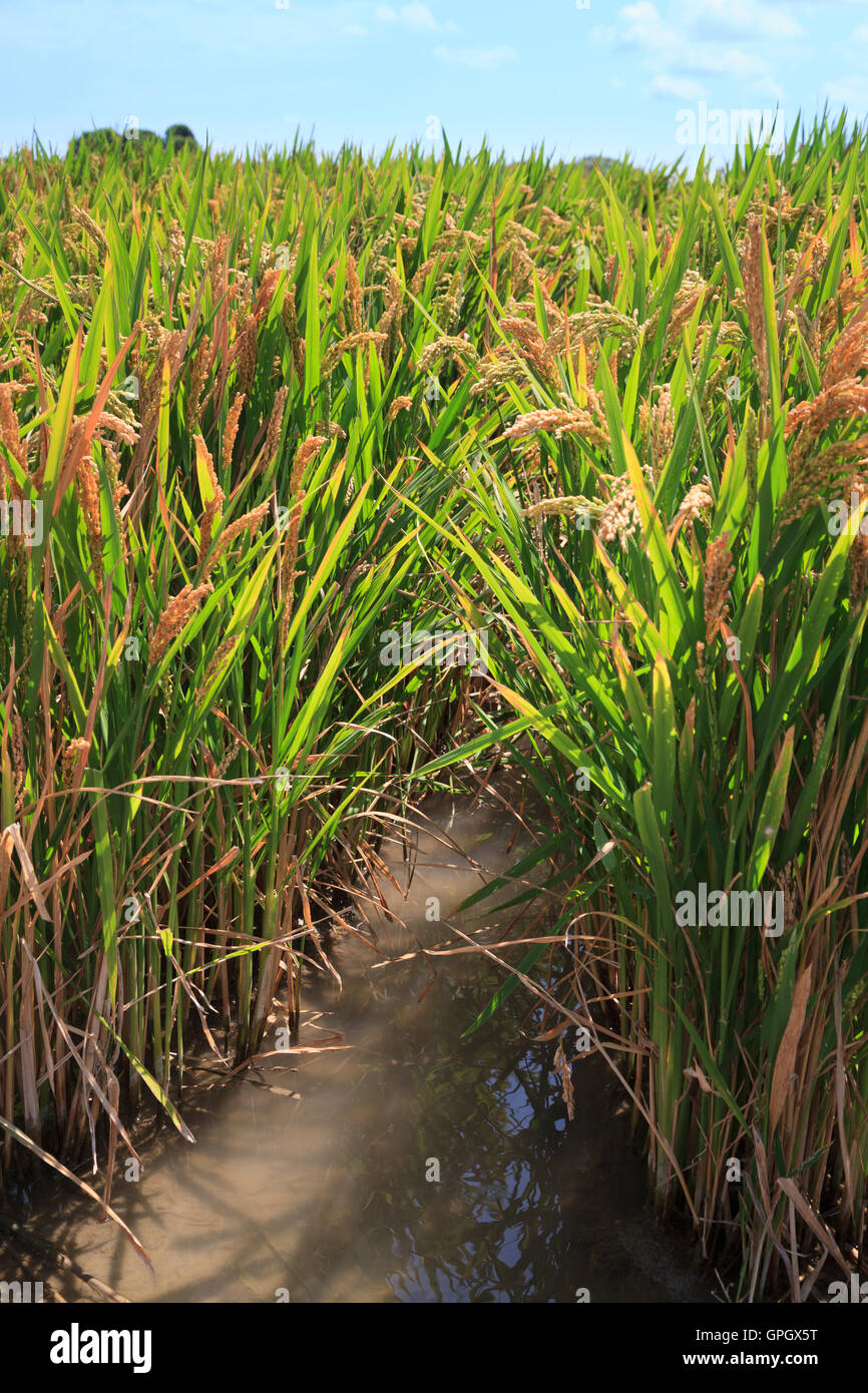 Rice Paddies Up Close