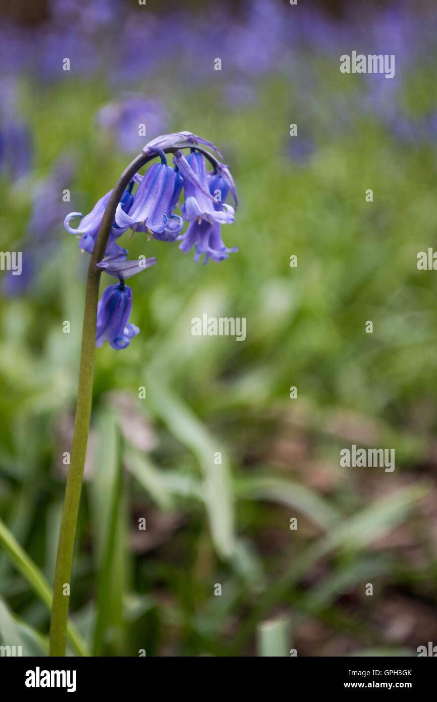 Bluebell bulbs hi-res stock photography and images - Alamy