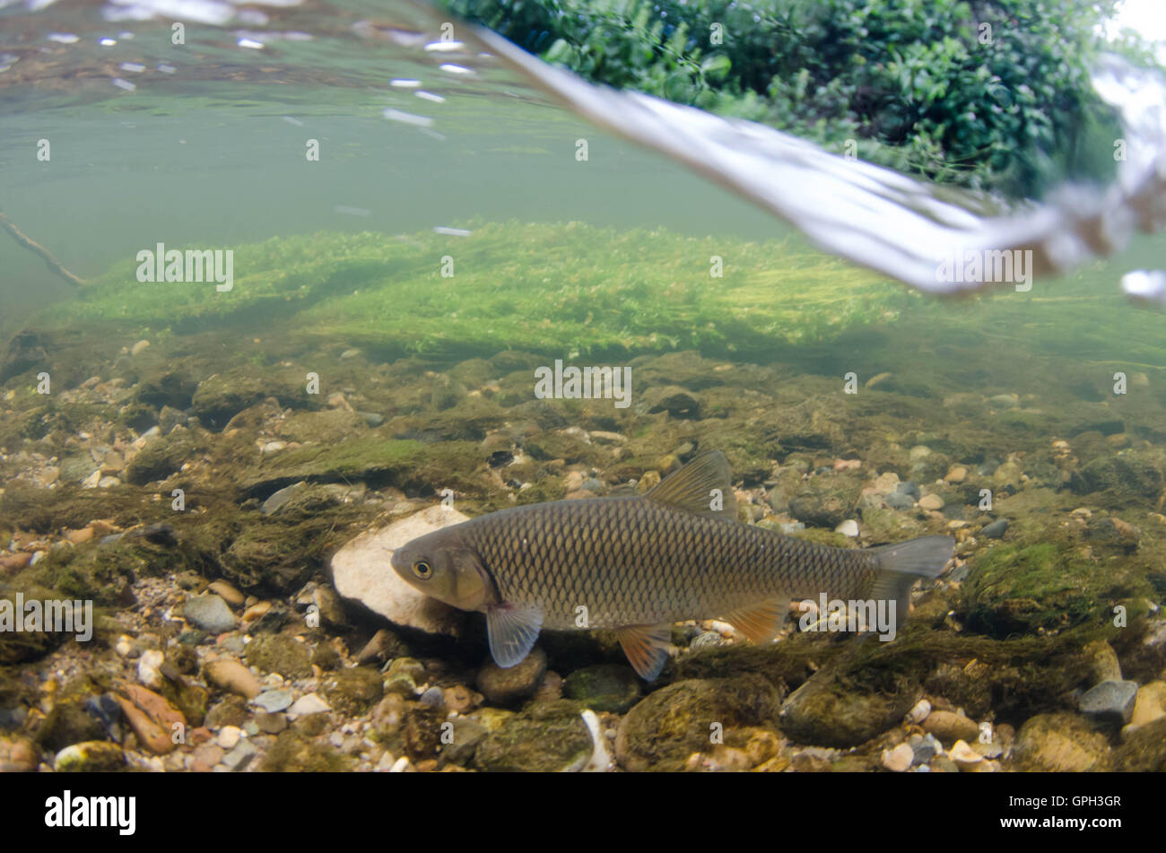 Chub fish hi-res stock photography and images - Alamy
