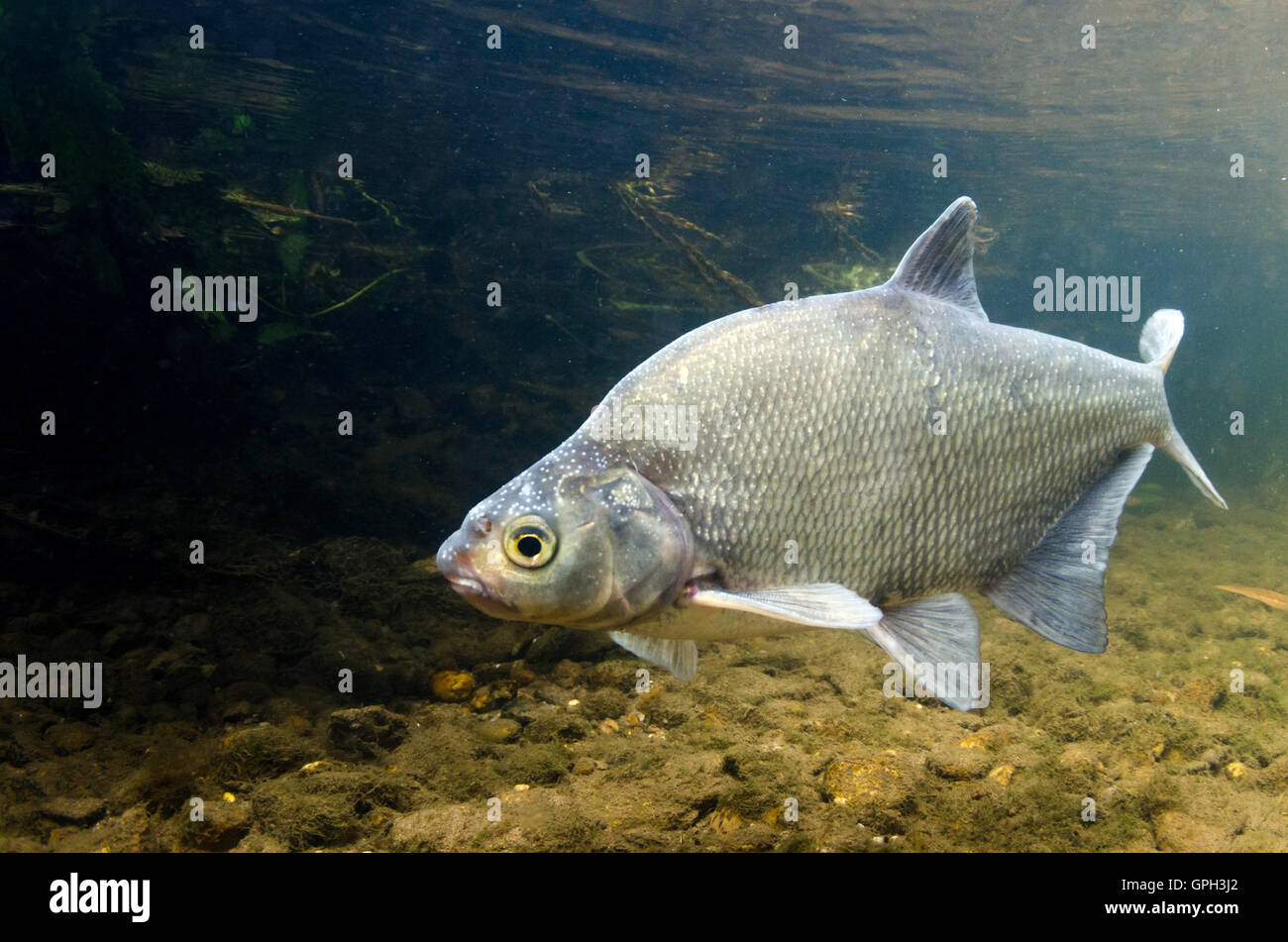 Common Bream Underwater Stock Photo - Alamy
