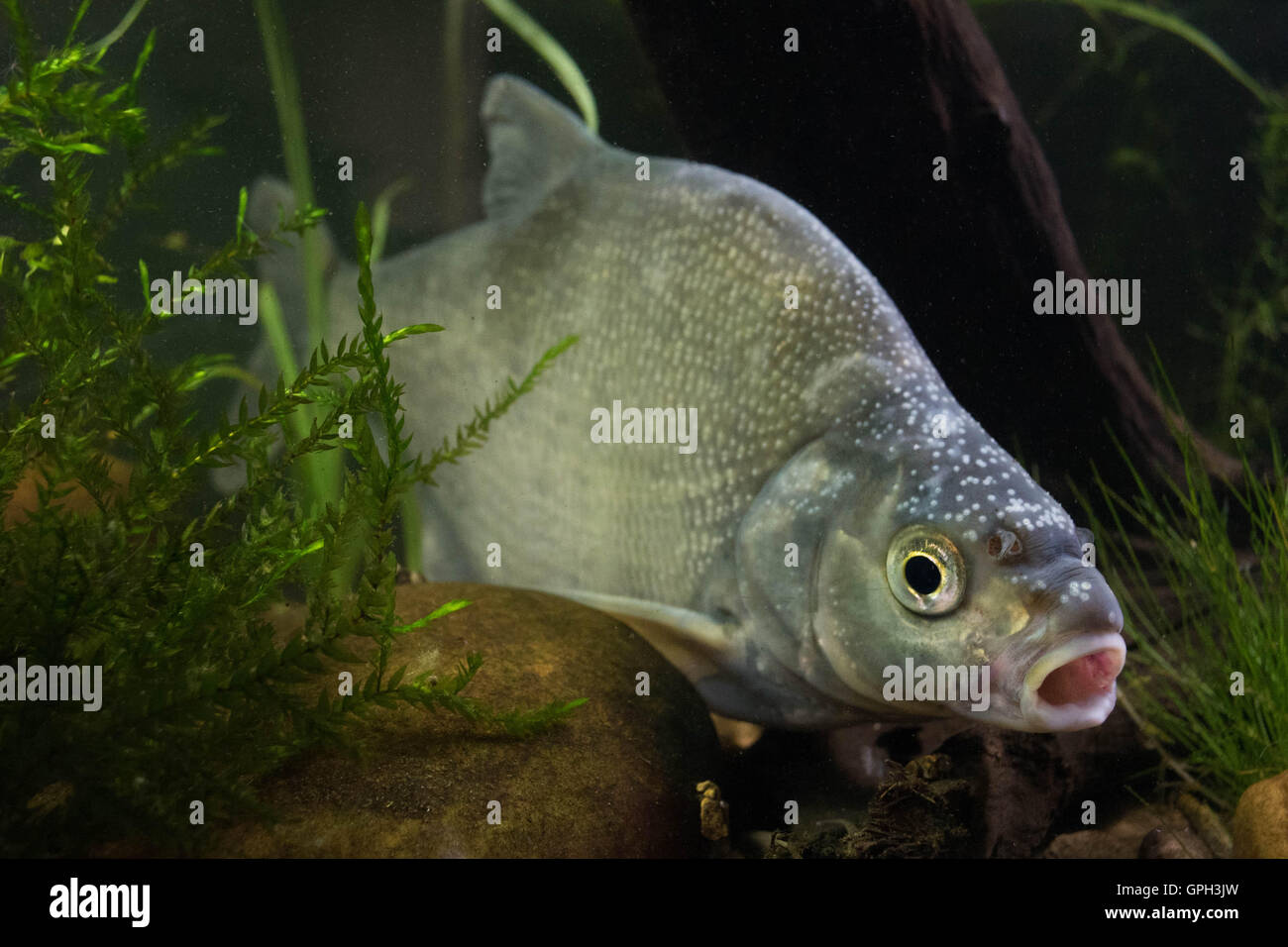 Common river bream hi-res stock photography and images - Alamy