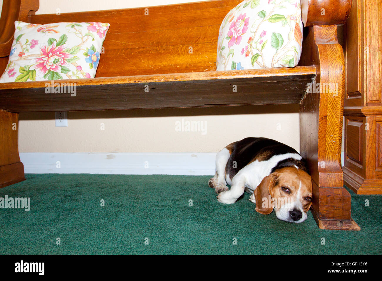 Old lazy dog hi-res stock photography and images - Alamy