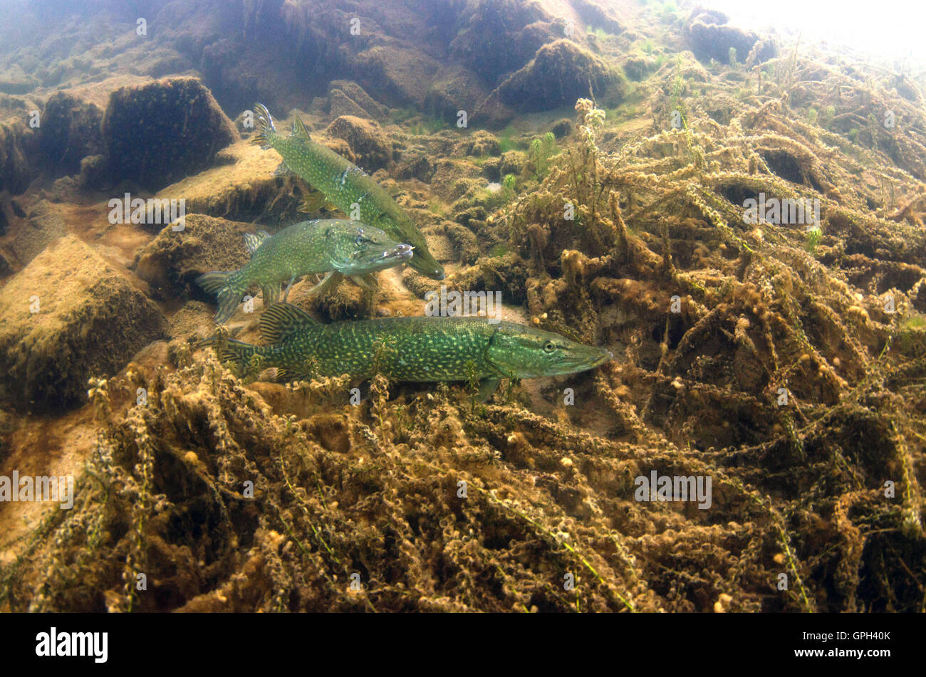 Pike breeding esox lucius hi-res stock photography and images - Alamy