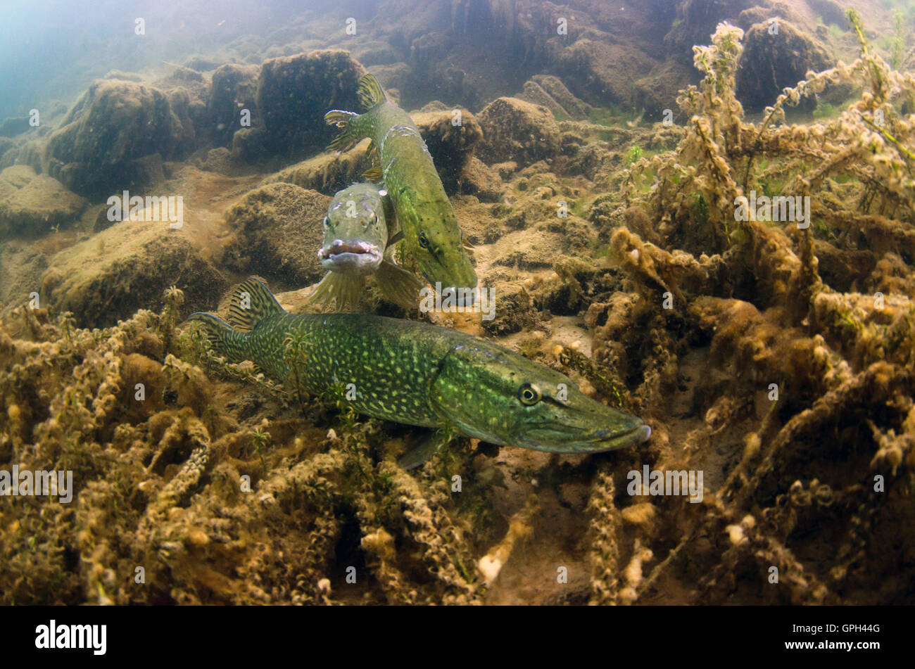 Pike Breeding - Esox lucius Stock Photo - Alamy