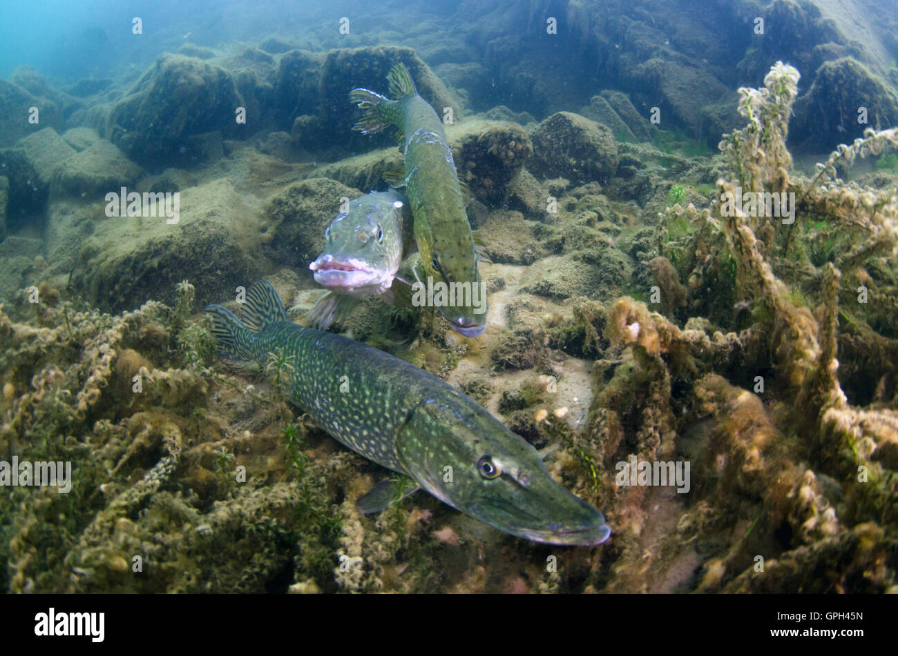 Pike Breeding - Esox lucius Stock Photo - Alamy