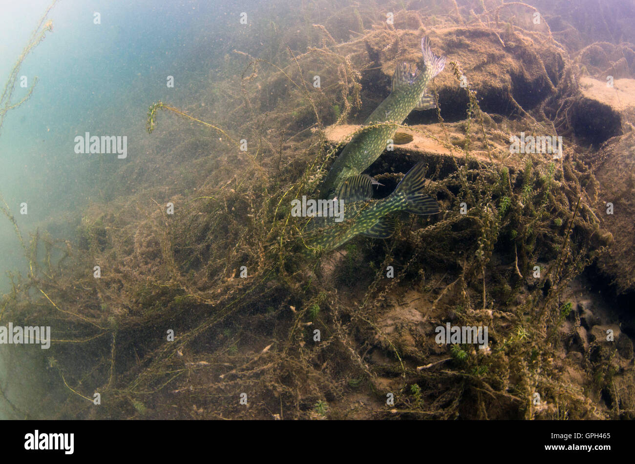 Egg laying fish hi-res stock photography and images - Alamy