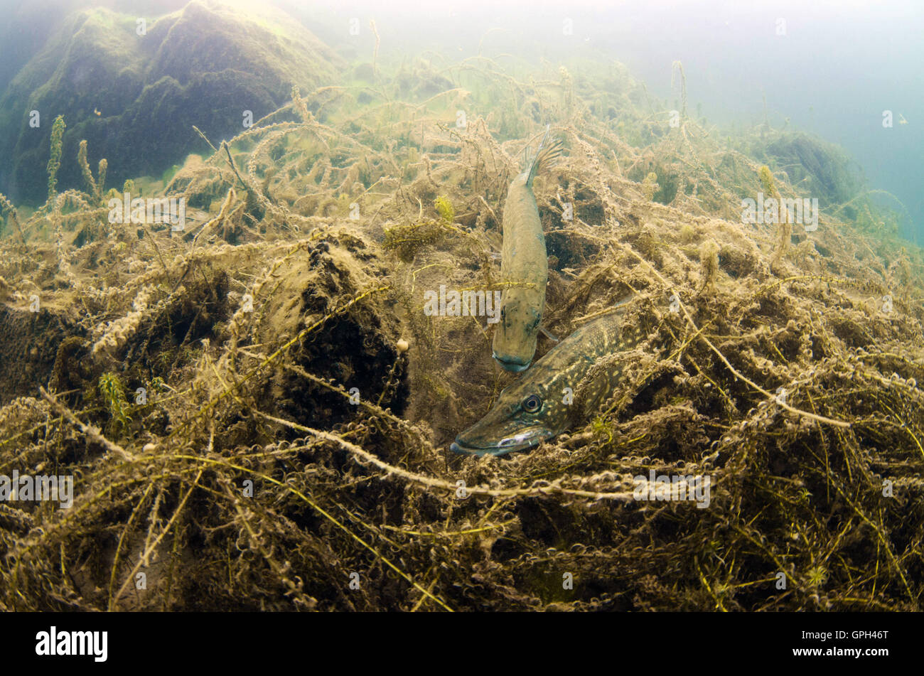 Pike Breeding - Esox lucius Stock Photo - Alamy