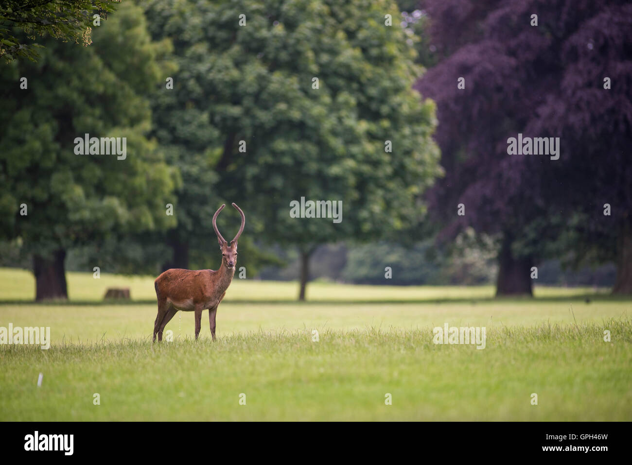 Red Deer Pricket Stock Photo - Alamy