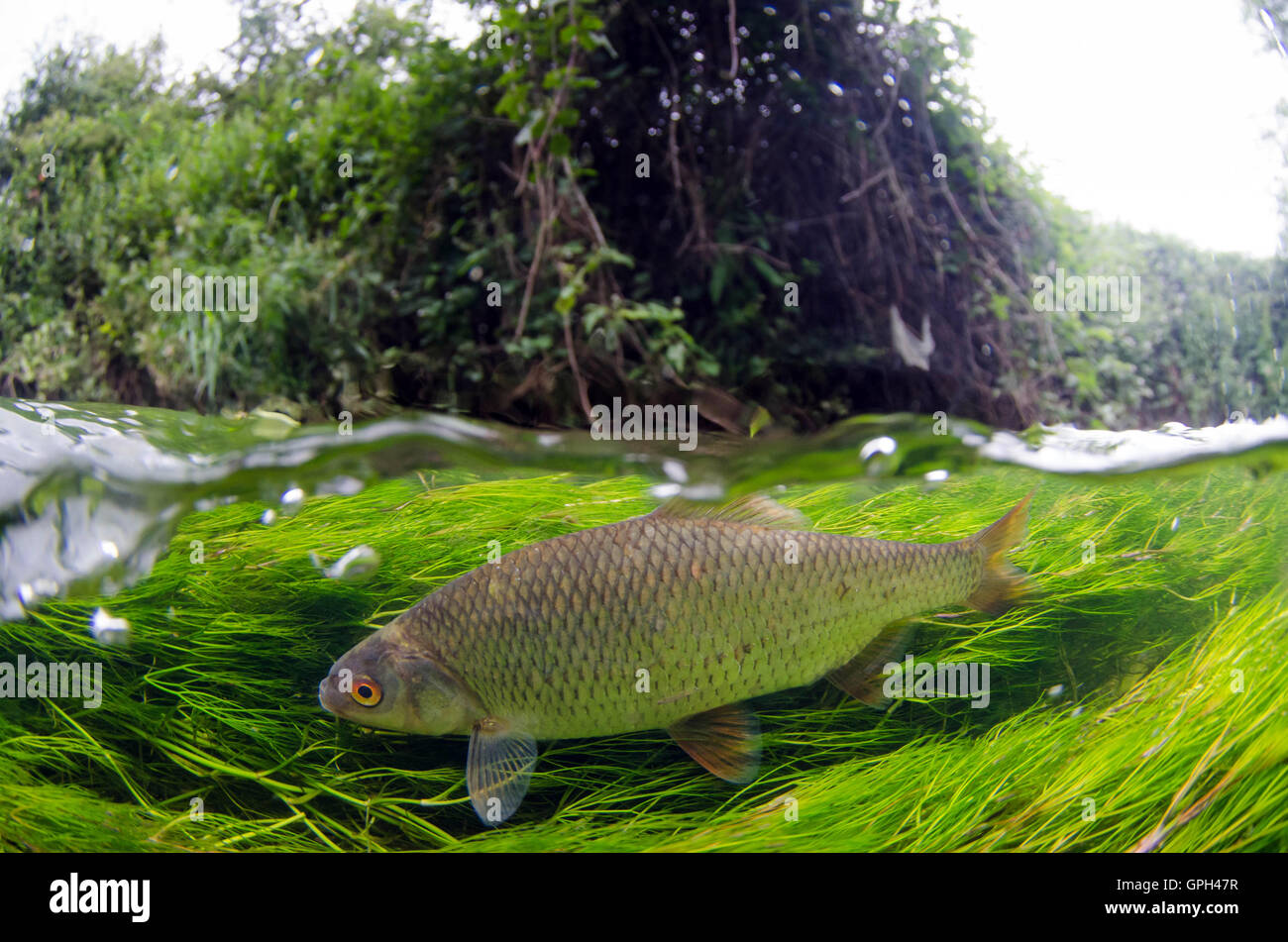 Roach hi-res stock photography and images - Alamy