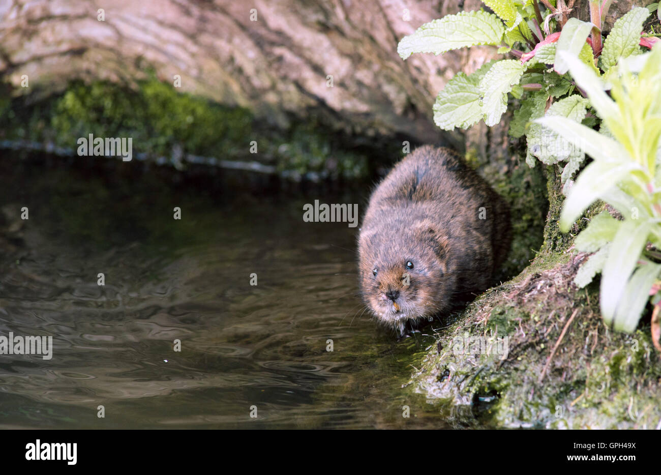 Water Vole by the riverbank Stock Photo - Alamy