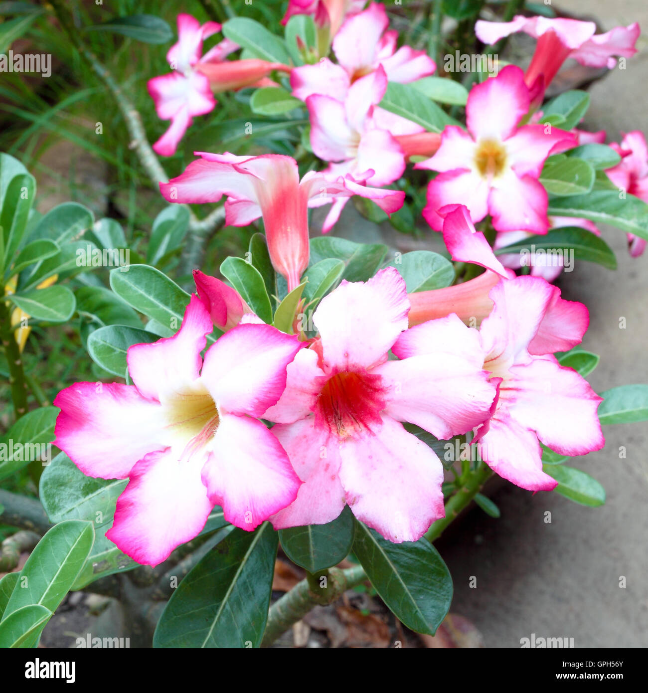 Tropical flower Pink Adenium Stock Photo - Alamy