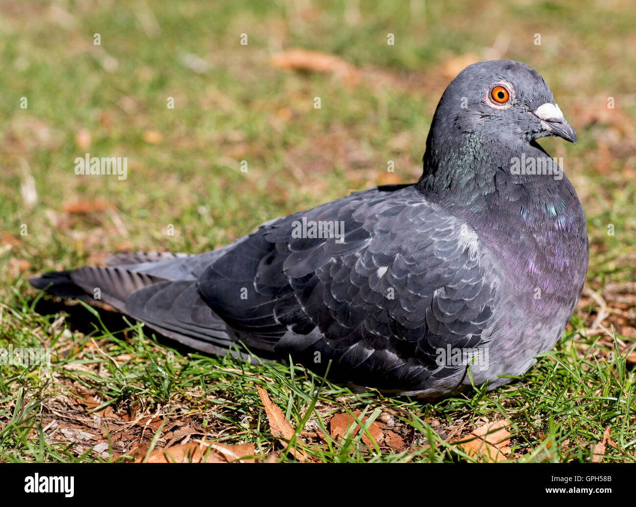 Pigeon looking back hi-res stock photography and images - Alamy