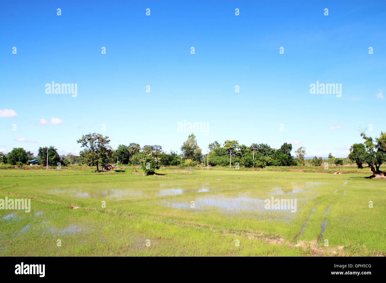 green grass rice field Stock Photo - Alamy