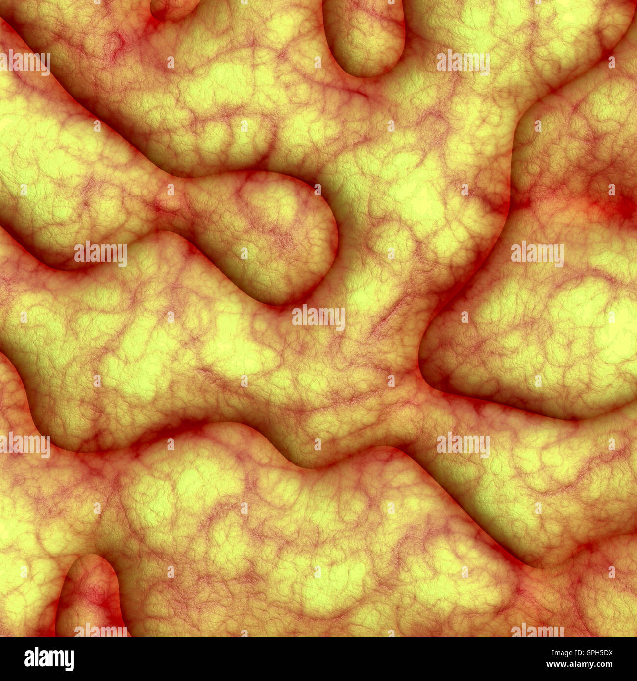 Surface anatomy hi-res stock photography and images - Alamy