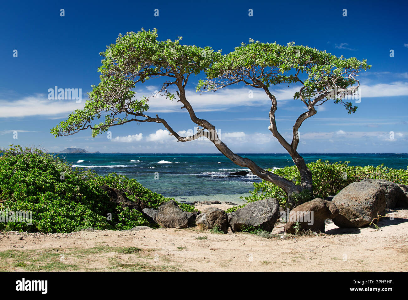 Ocean and tree Stock Photo - Alamy