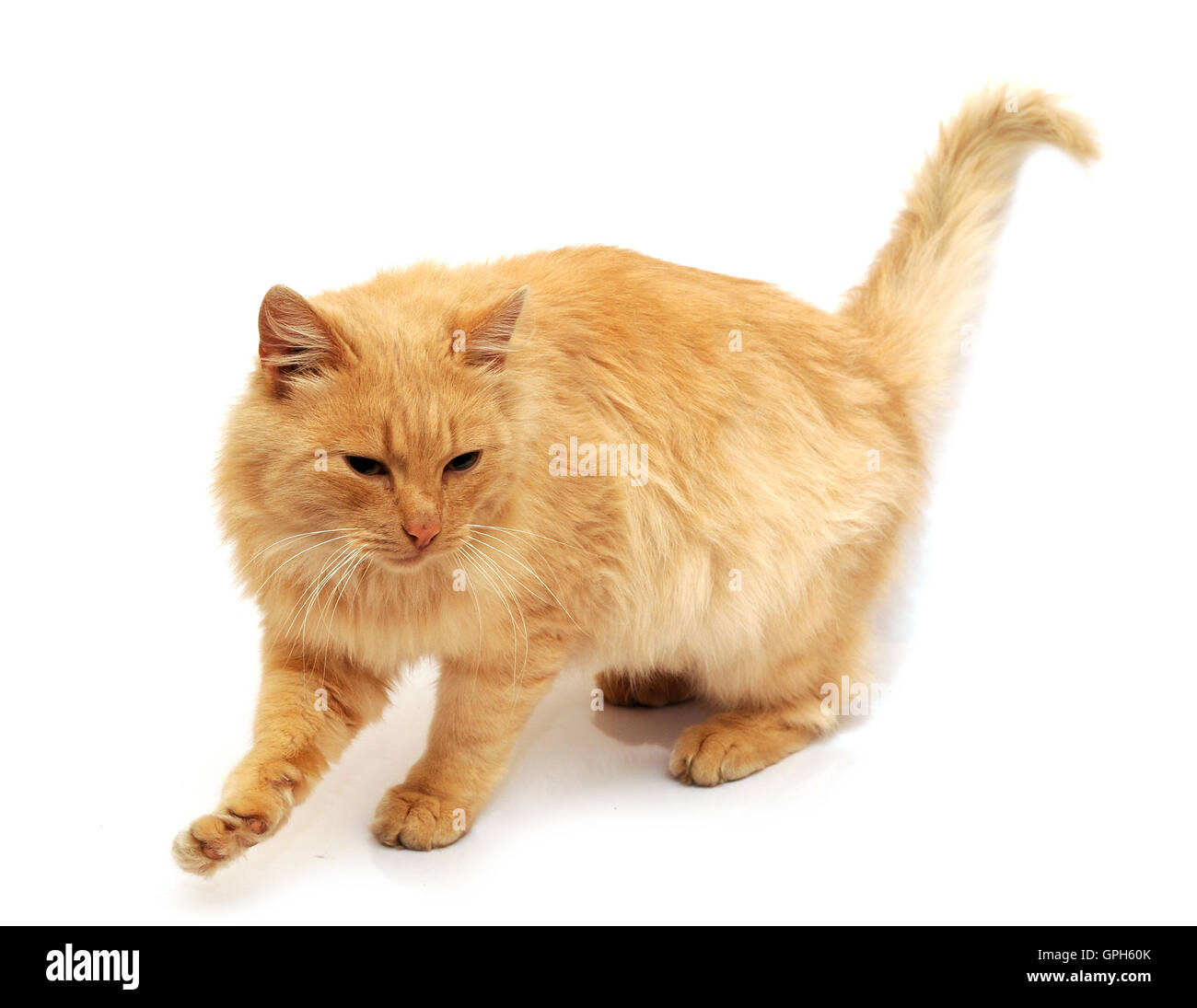 Close-up cream cat on white background Stock Photo - Alamy