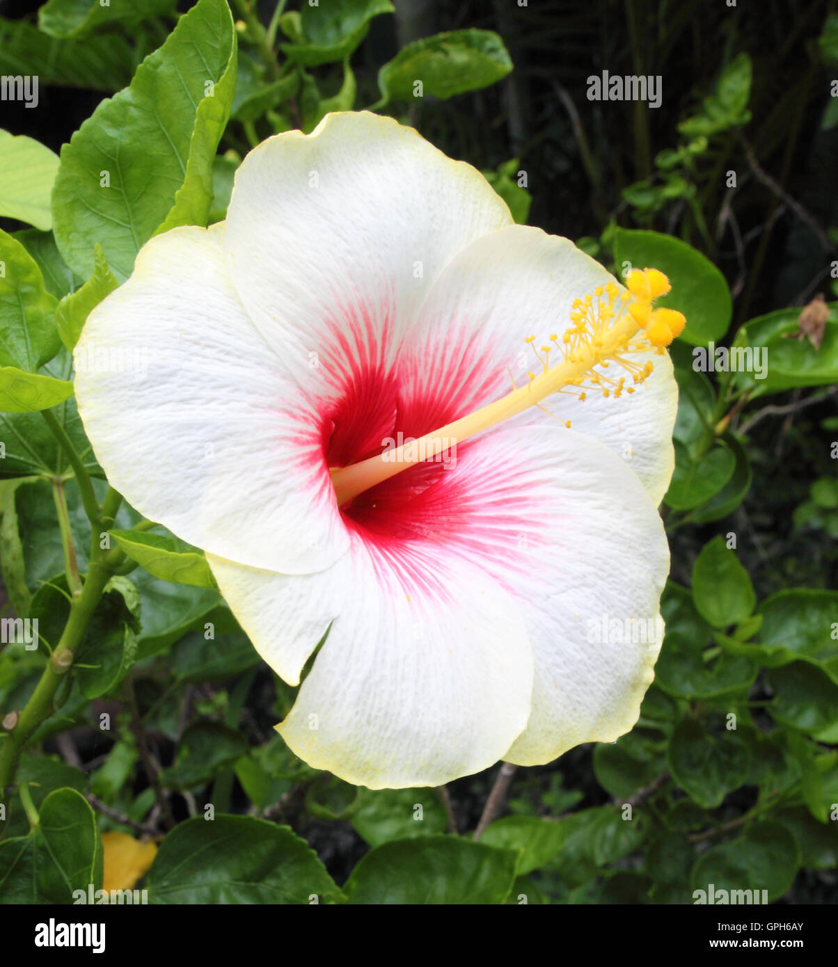 white hibiscus flower Stock Photo - Alamy