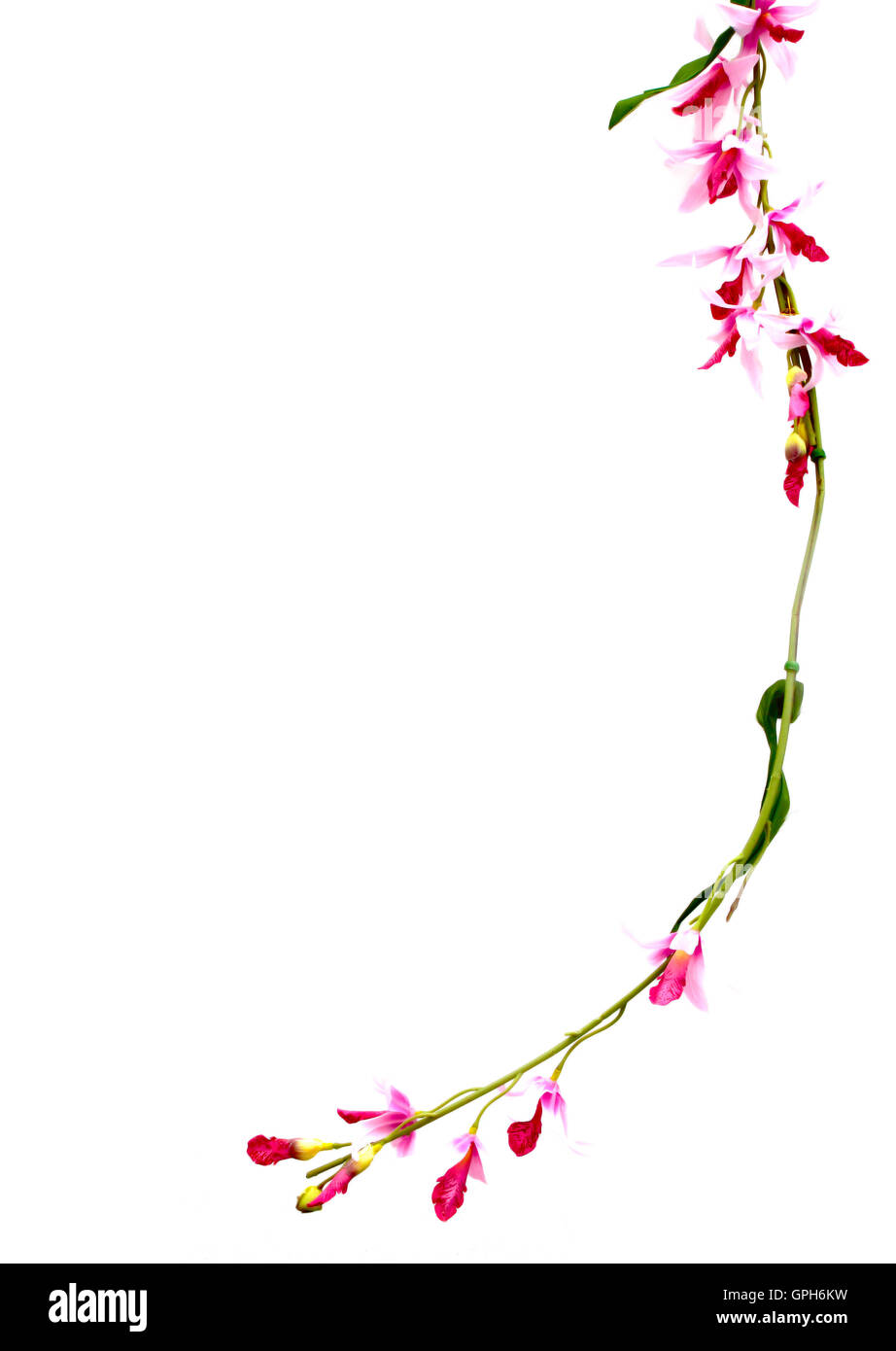 pink flower model Stock Photo - Alamy