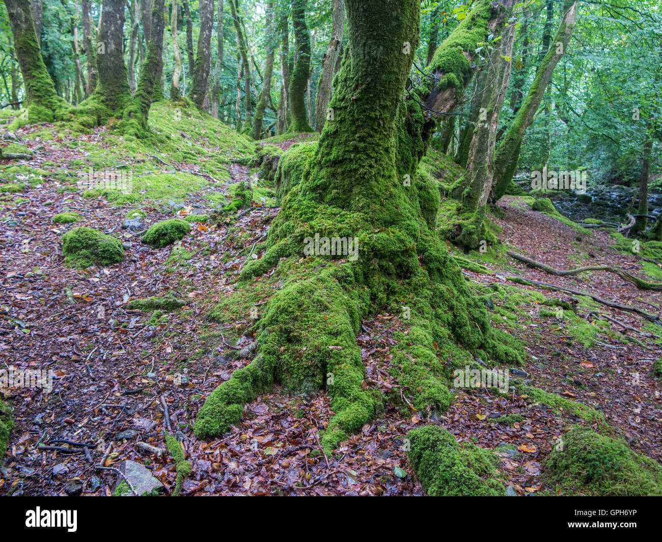 Moss covered tree roots hi-res stock photography and images - Alamy