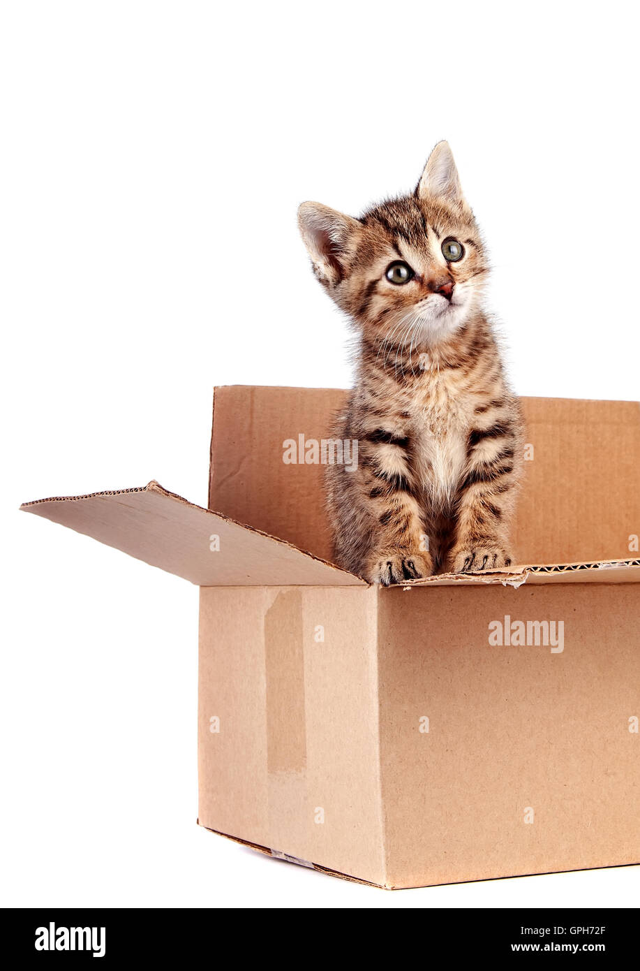 Kitten in a box hi-res stock photography and images - Alamy