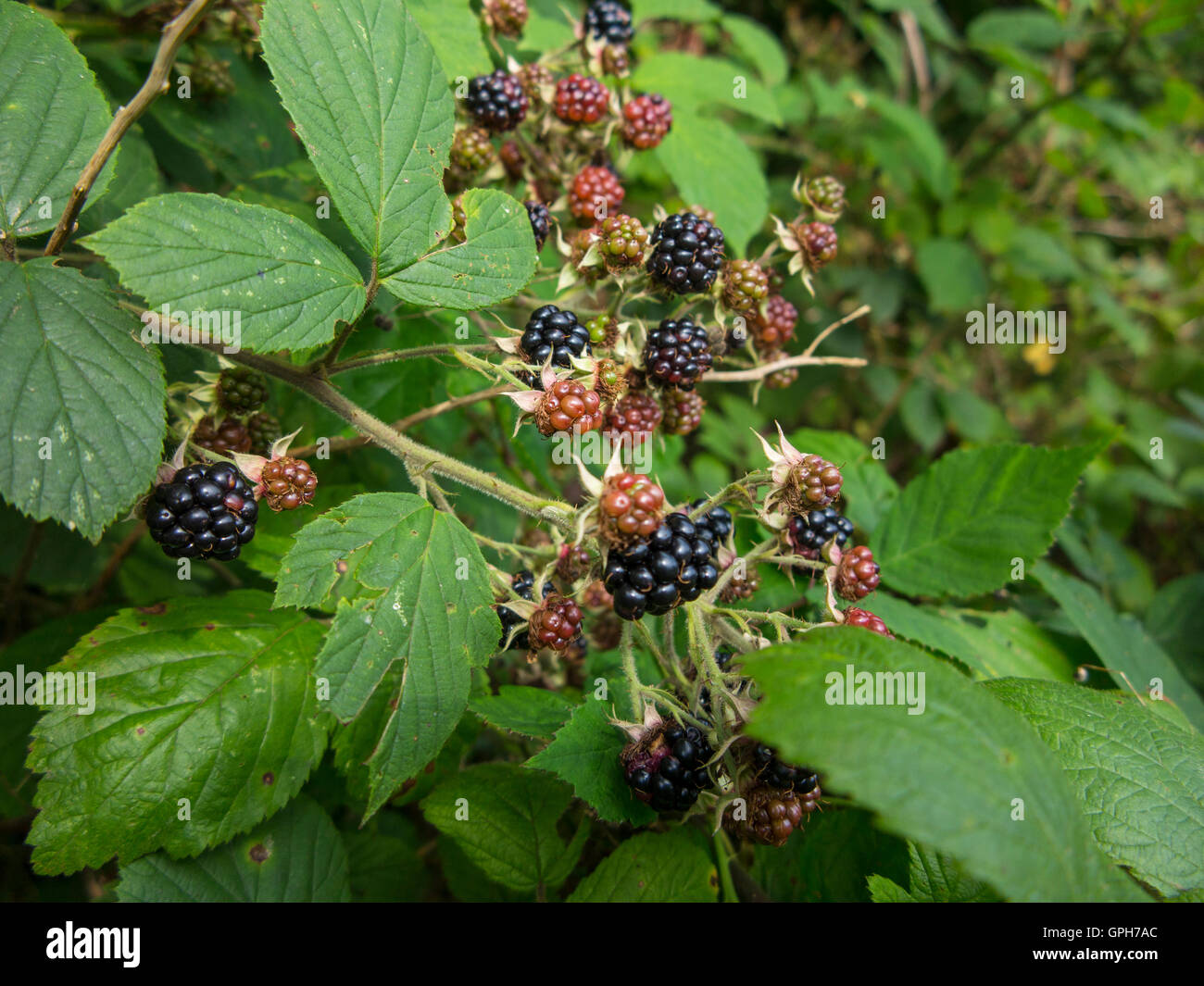 Picking blackberries hedge hi-res stock photography and images - Alamy