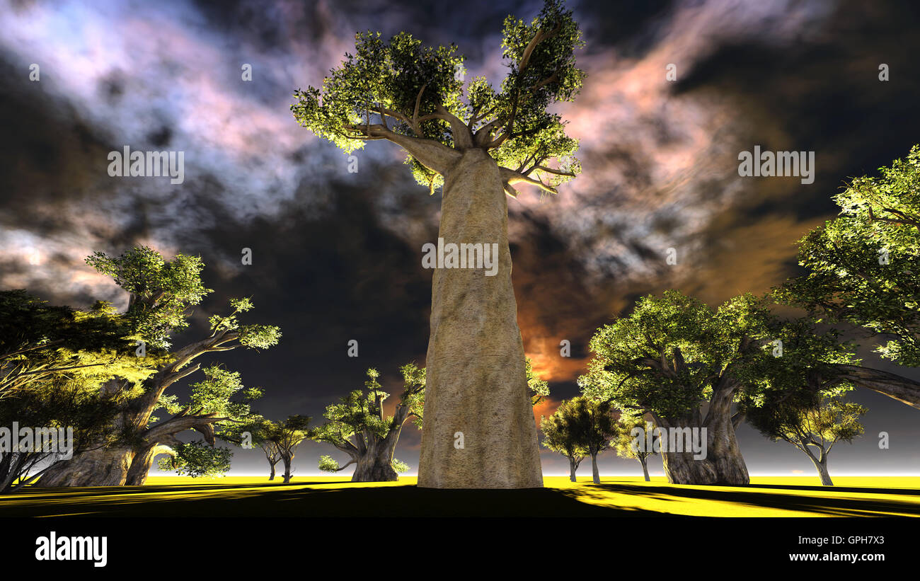 African baobab hi-res stock photography and images - Alamy