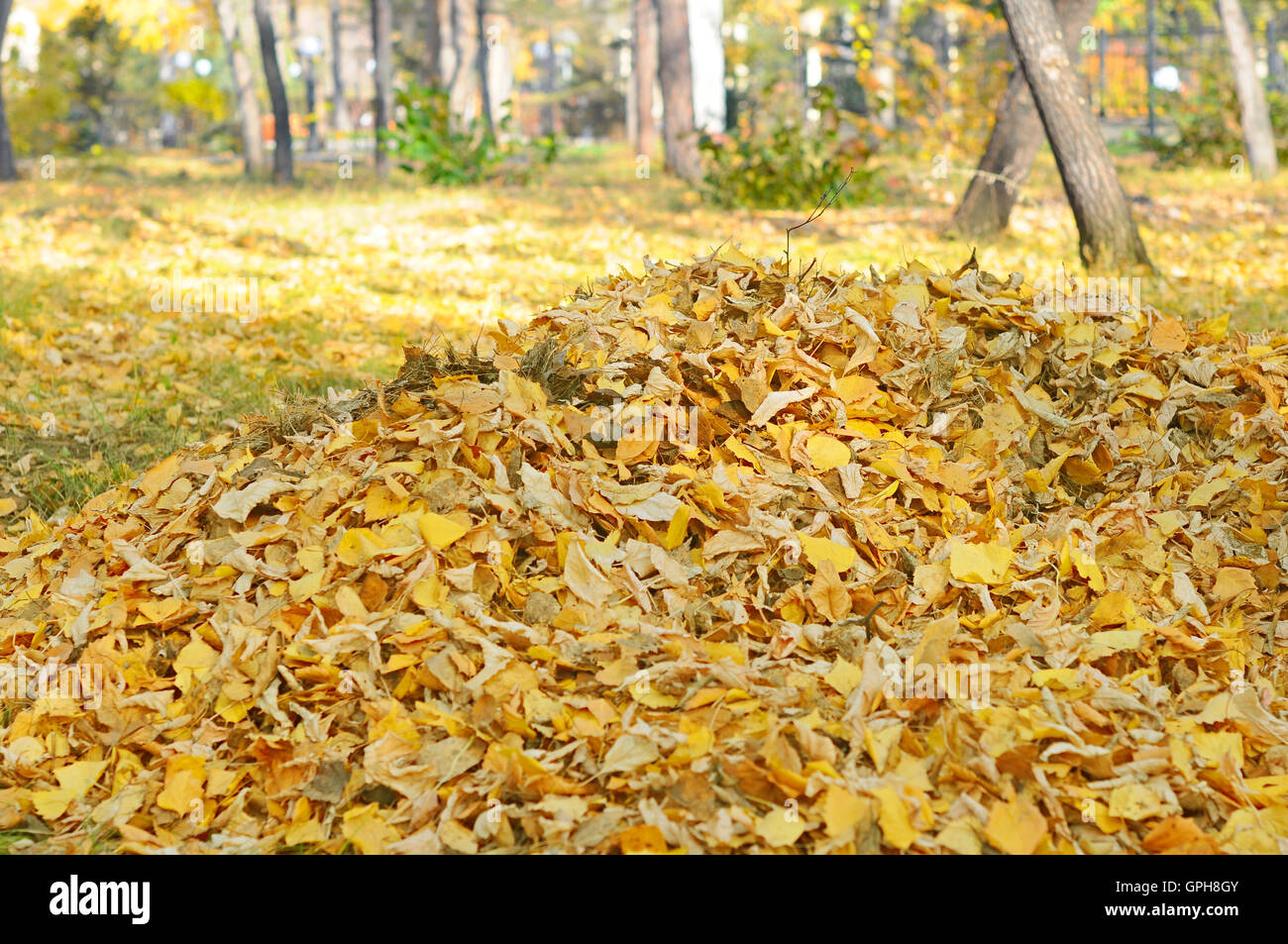 Autumn leaves collected on a pile Stock Photo - Alamy