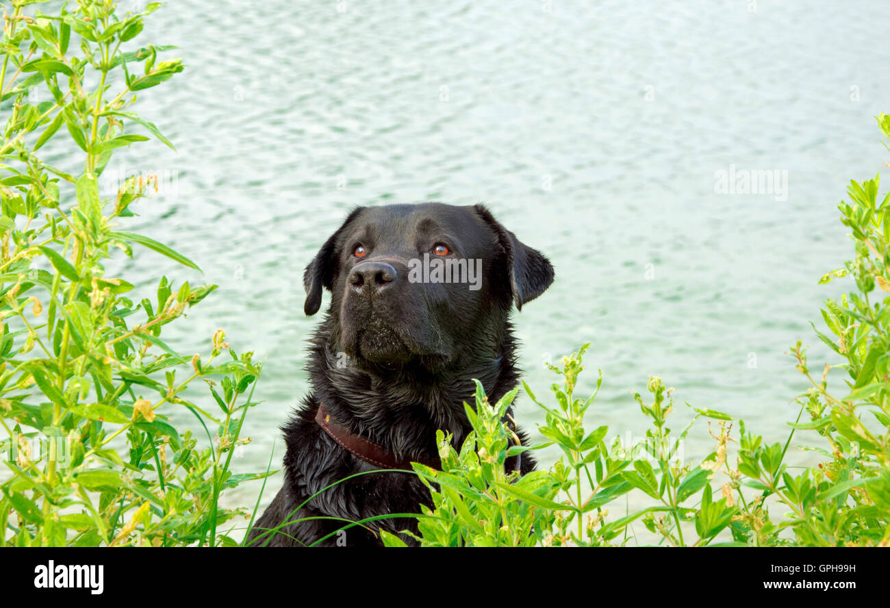 swimming Labrador dog Stock Photo - Alamy