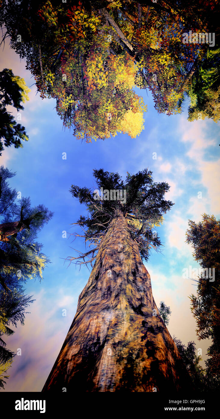 Canopy of a forest Stock Photo - Alamy