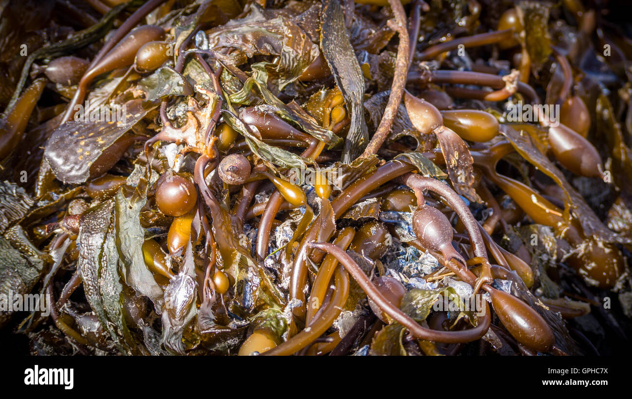 Brown seaweed hi-res stock photography and images - Alamy