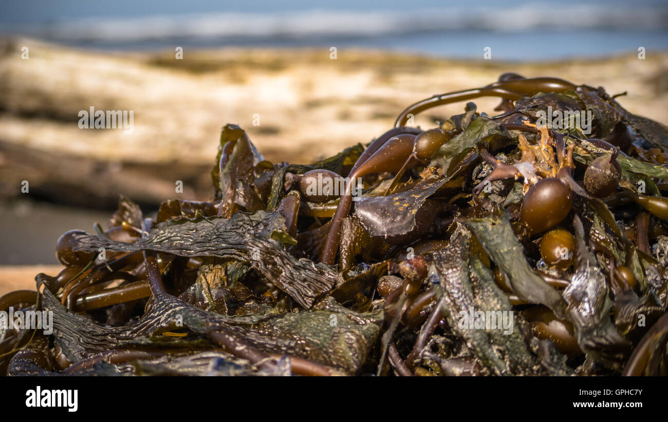 Pile of seaweed hi-res stock photography and images - Alamy