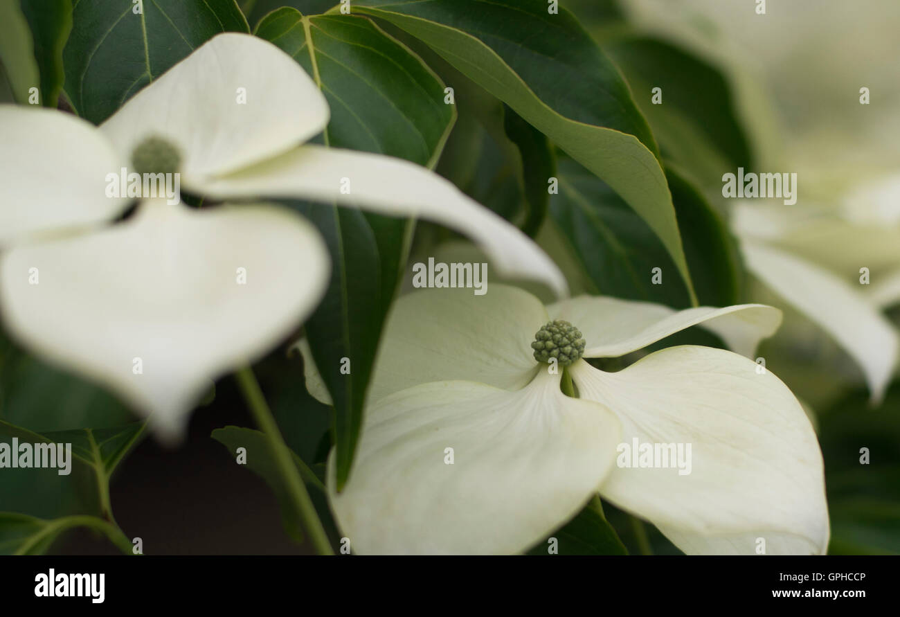 Summertime flowers in bloom with depth of field Stock Photo - Alamy