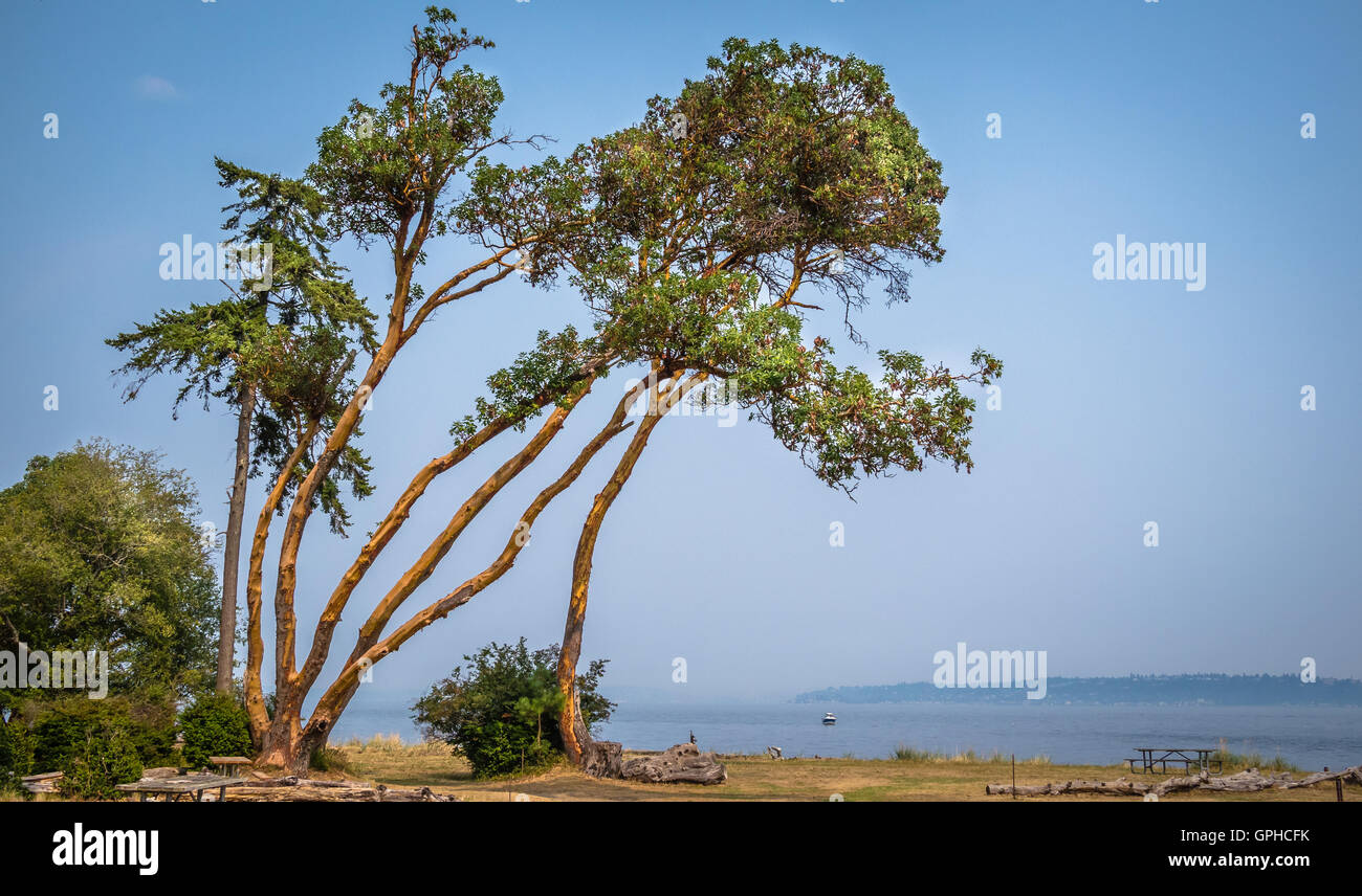 Finger-like Madrona trees reach for the sky on Blake Island, Washington ...