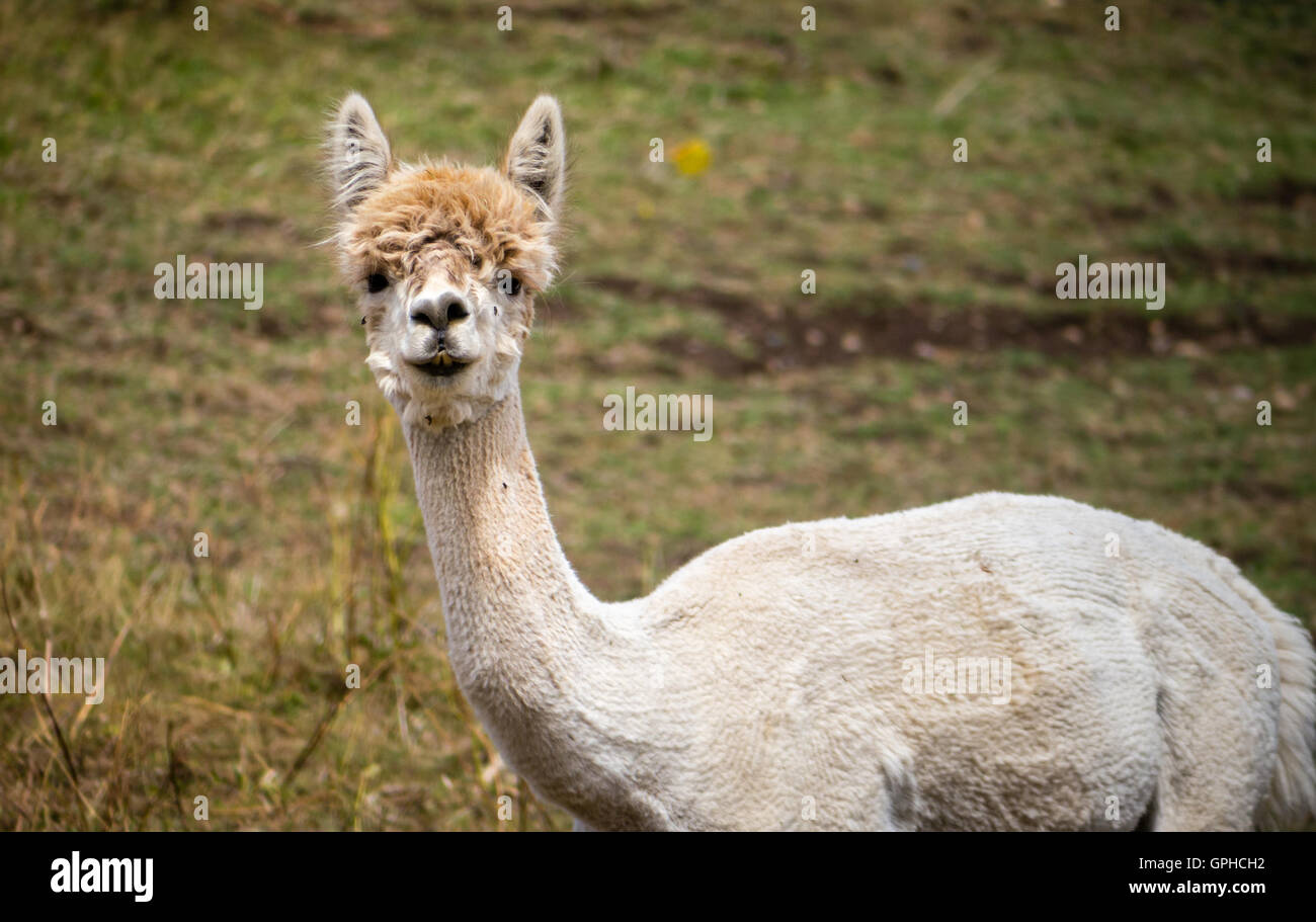 Shearing With Hand Shears Llamas