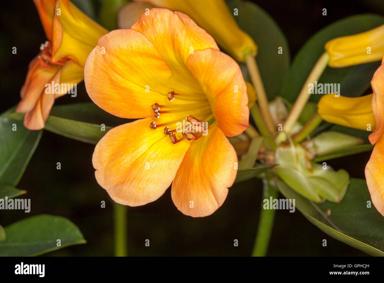 Vivid orange & yellow flower of Vireya tropical rhododendron 'Simbu ...