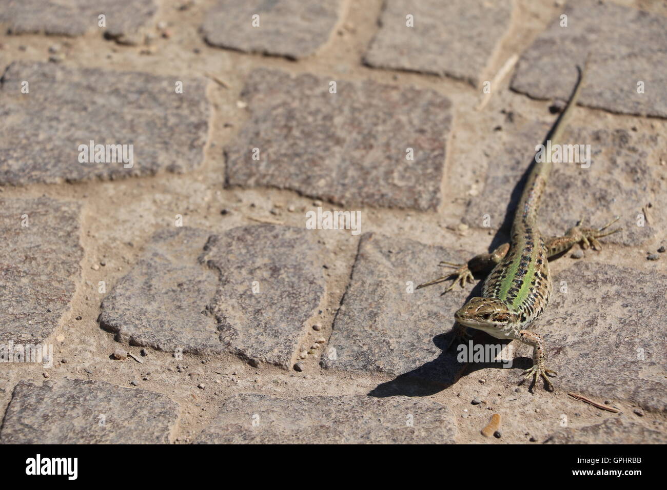 Lizard in the street of Rome Stock Photo - Alamy